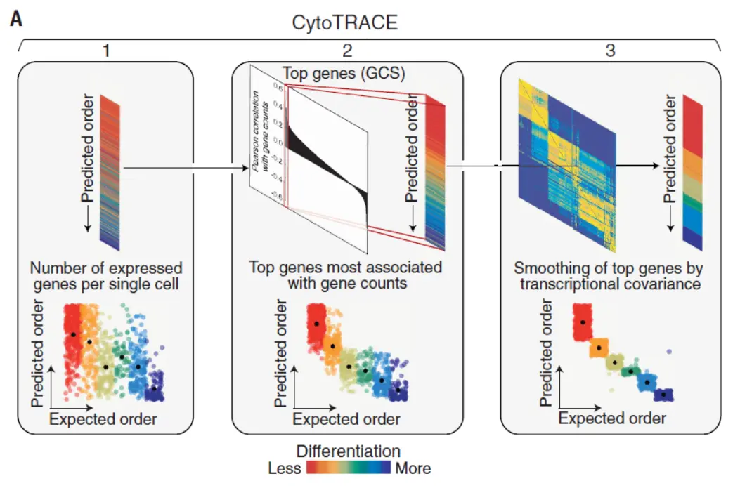 10X单细胞轨迹分析（拟时分析）之cytotrace-CSDN博客