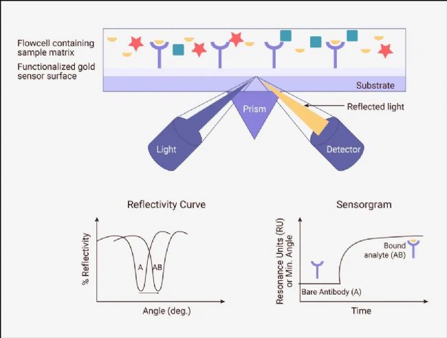 SPR技术：生物分子相互作用检测的 “金标准” - MedChemExpress_spr验证-CSDN博客