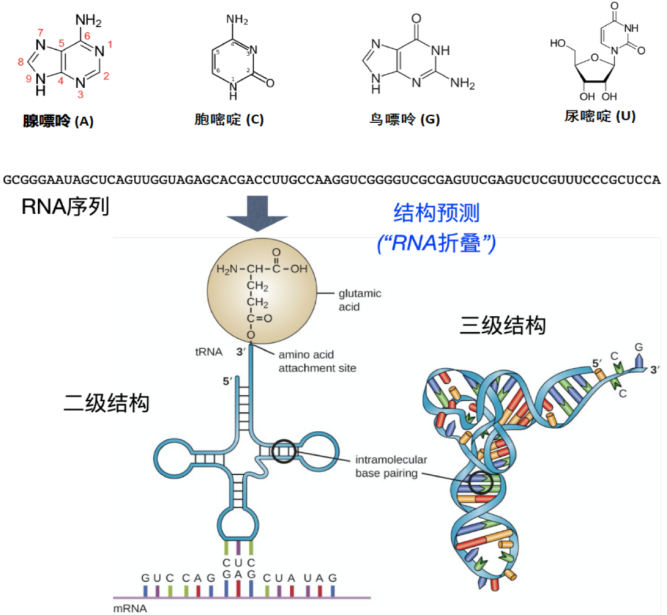 RNA结构预测竞赛圆满落幕，且看冠军团队飞桨论道(上篇)-CSDN博客