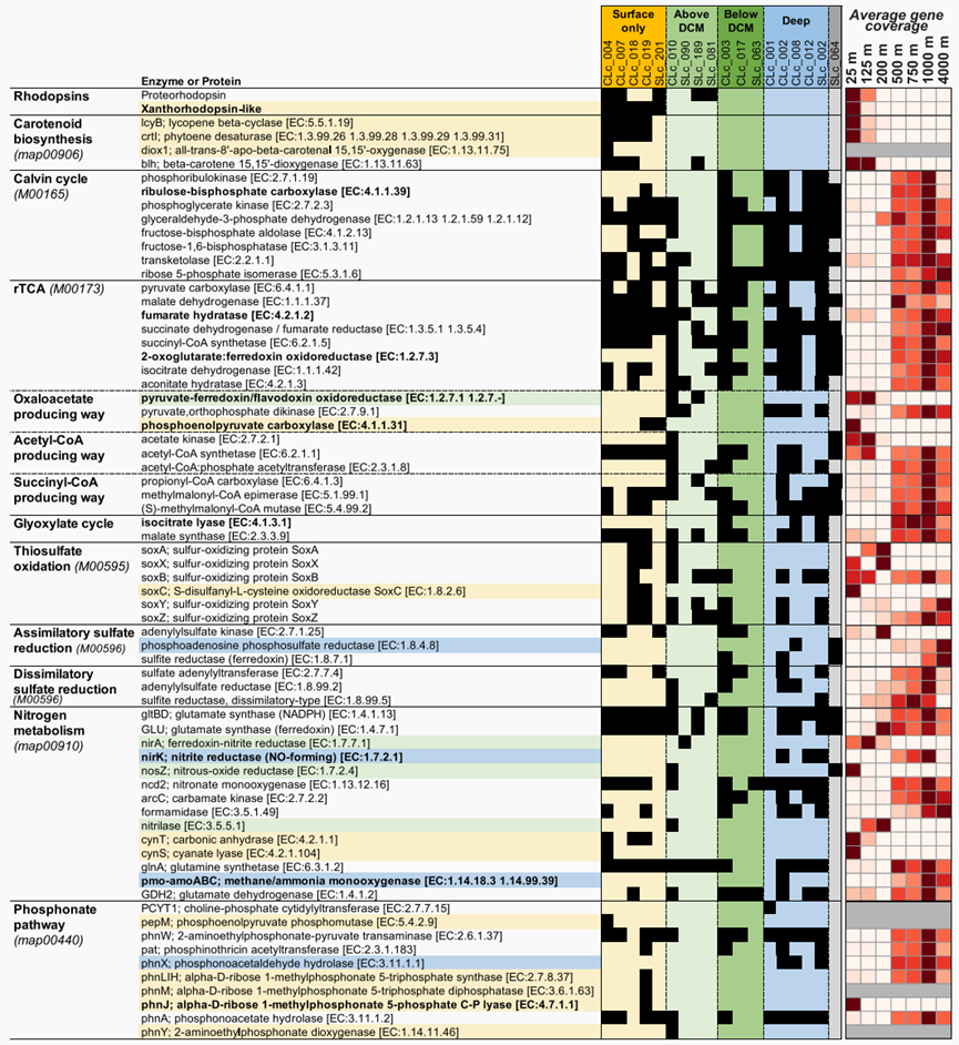 Microbiome|宏泛基因组揭示海洋细菌SAR324代谢潜力的依赖变化-CSDN博客