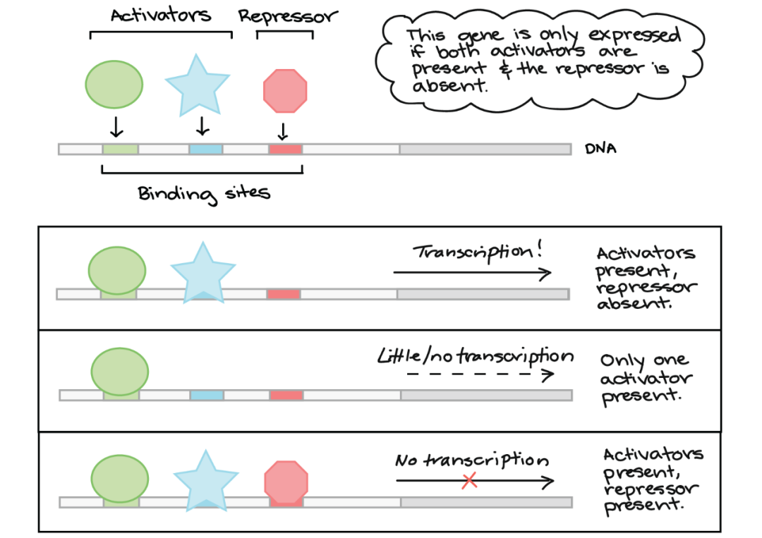 [scRNA-seq]单细胞转录因子分析——SCENIC算法简析_scenic分析-CSDN博客
