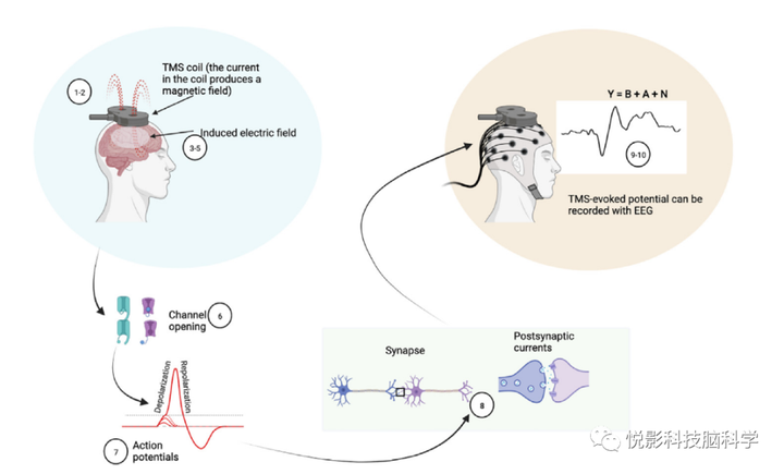 TMS与EEG相结合：数据收集和分析的建议和开放问题_tmseeg和eeg与脑电一起评估-CSDN博客