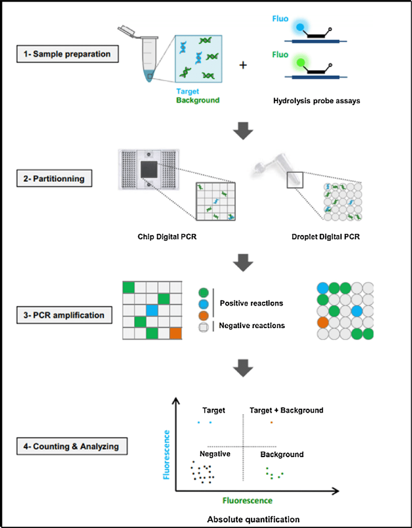 一文读懂：PCR，qPCR，Real-time PCR，RT-PCR和RT-qPCR_qrt-pcr和rt-qpcr区别-CSDN博客