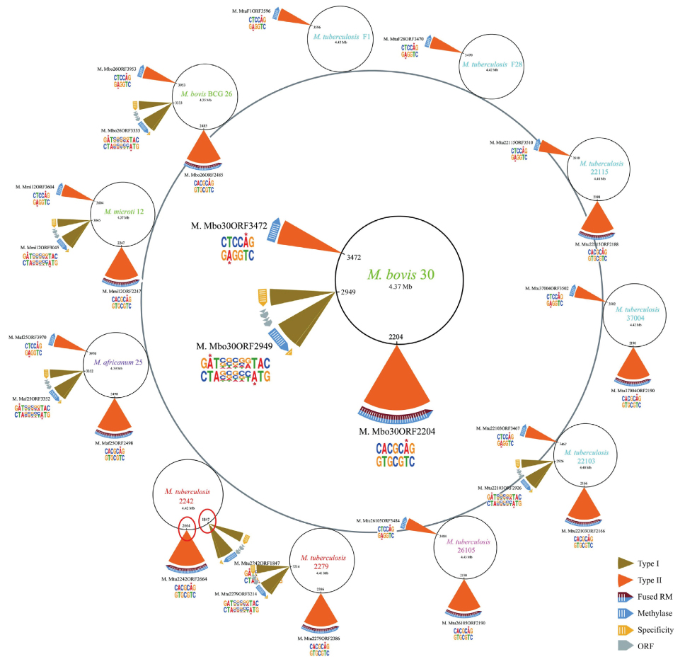 Microbial Genome De novo Sequencing - Programmer Sought