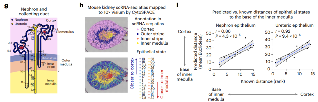 NBT | 使用CytoSPACE对单细胞和空间转录组进行高分辨率比对_cytospace task-CSDN博客