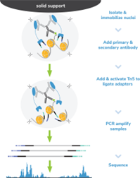 H3K4me3 Antibody, SNAP-Certified™ for CUT&RUN and CUT&Tag_tracks of h3k4me3 peaks-CSDN博客