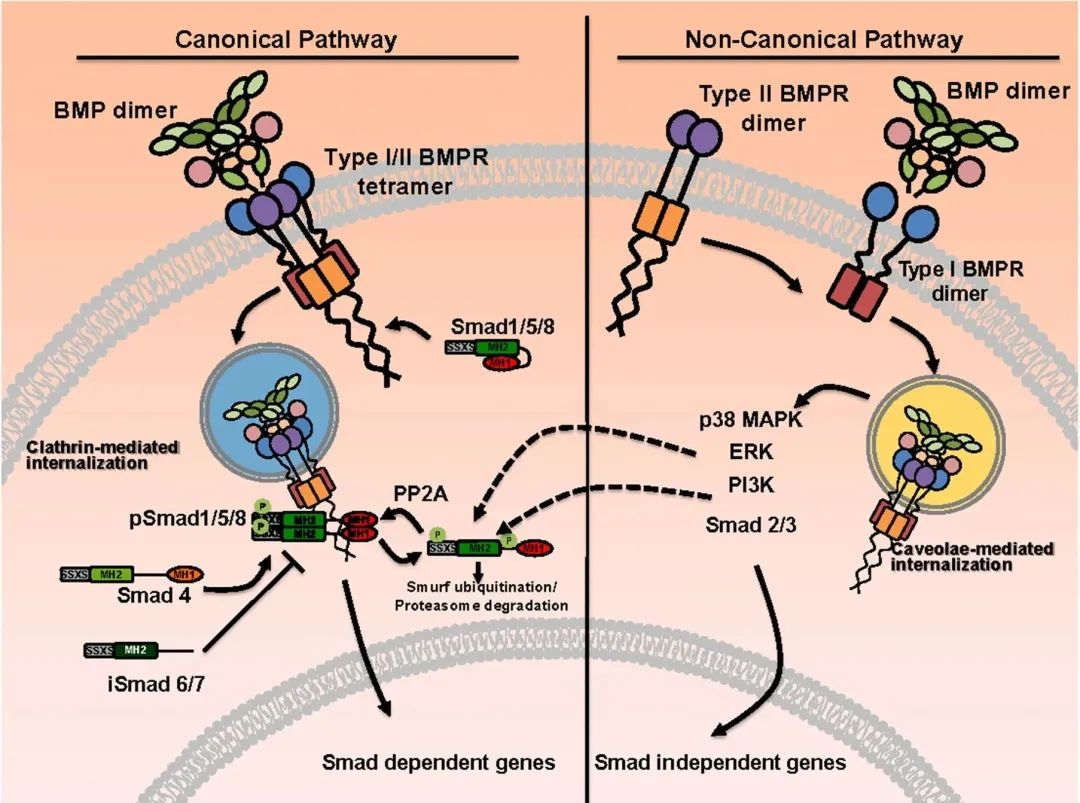 BMPR家族的“奇妙世界”：不止骨生成更有疾病癌症治疗_bmpr1a-CSDN博客