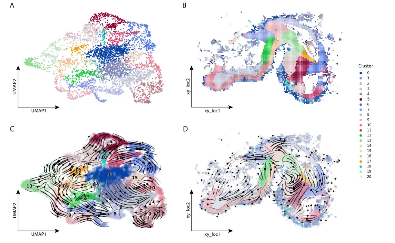 10X空间转录组速率分析（Velocyto）之SIRV_sirv: spatial inference of rna velocity at ...