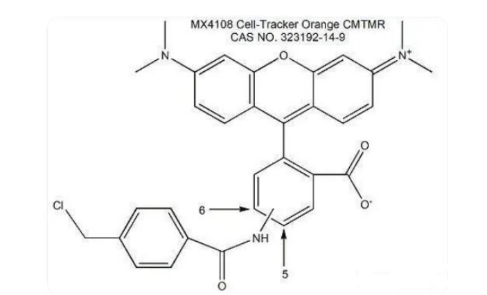 Cell-Tracker Orange CMTMR，323192-14-9，一种重要的细胞追踪工具_cellecta celltracker ...