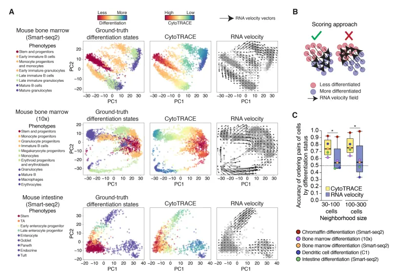 10X单细胞轨迹分析（拟时分析）之cytotrace-CSDN博客