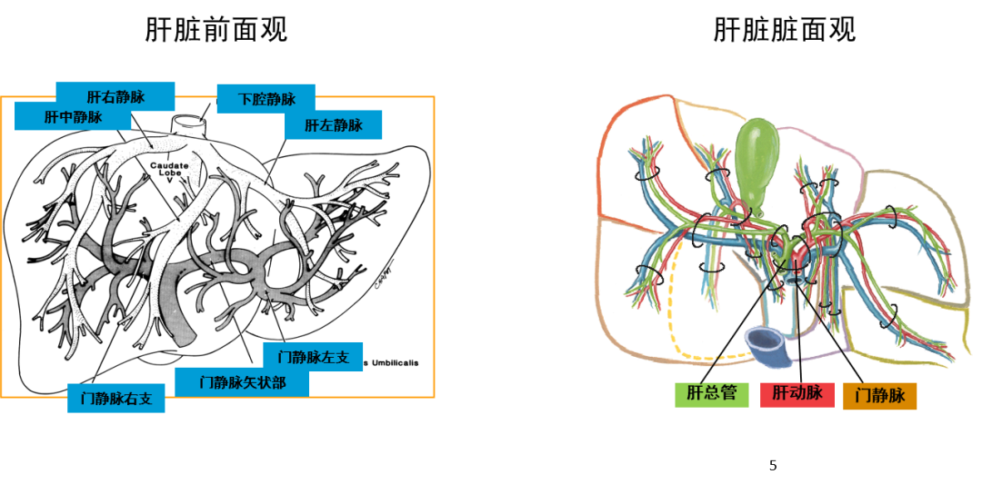 手术步骤_前入路右半肝切除手术步骤介绍-CSDN博客