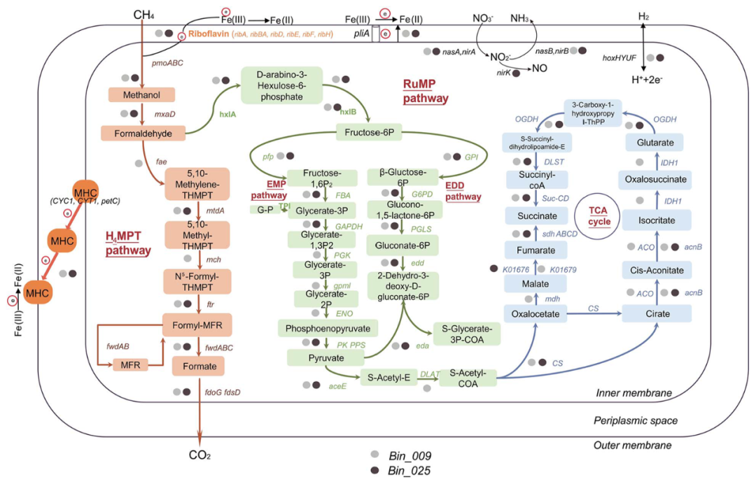 ISME子刊|扩增子+宏基因组binning助力西藏湖泊甲烷氧化细菌研究-CSDN博客
