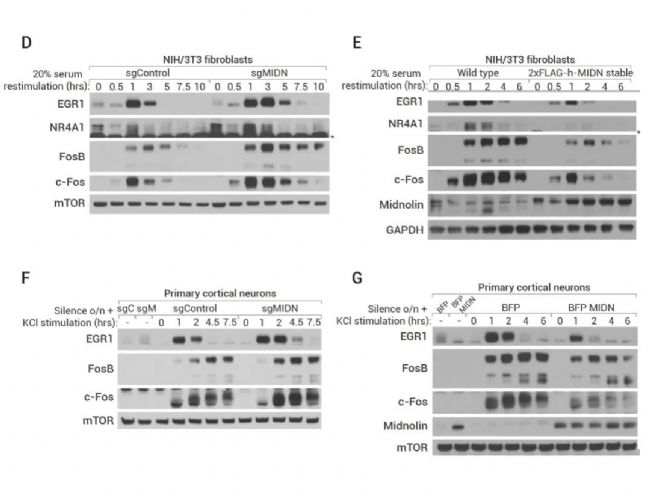 非泛素化 Midnolin-蛋白酶体降解 “新“ 机制 - MedChemExpress-CSDN博客