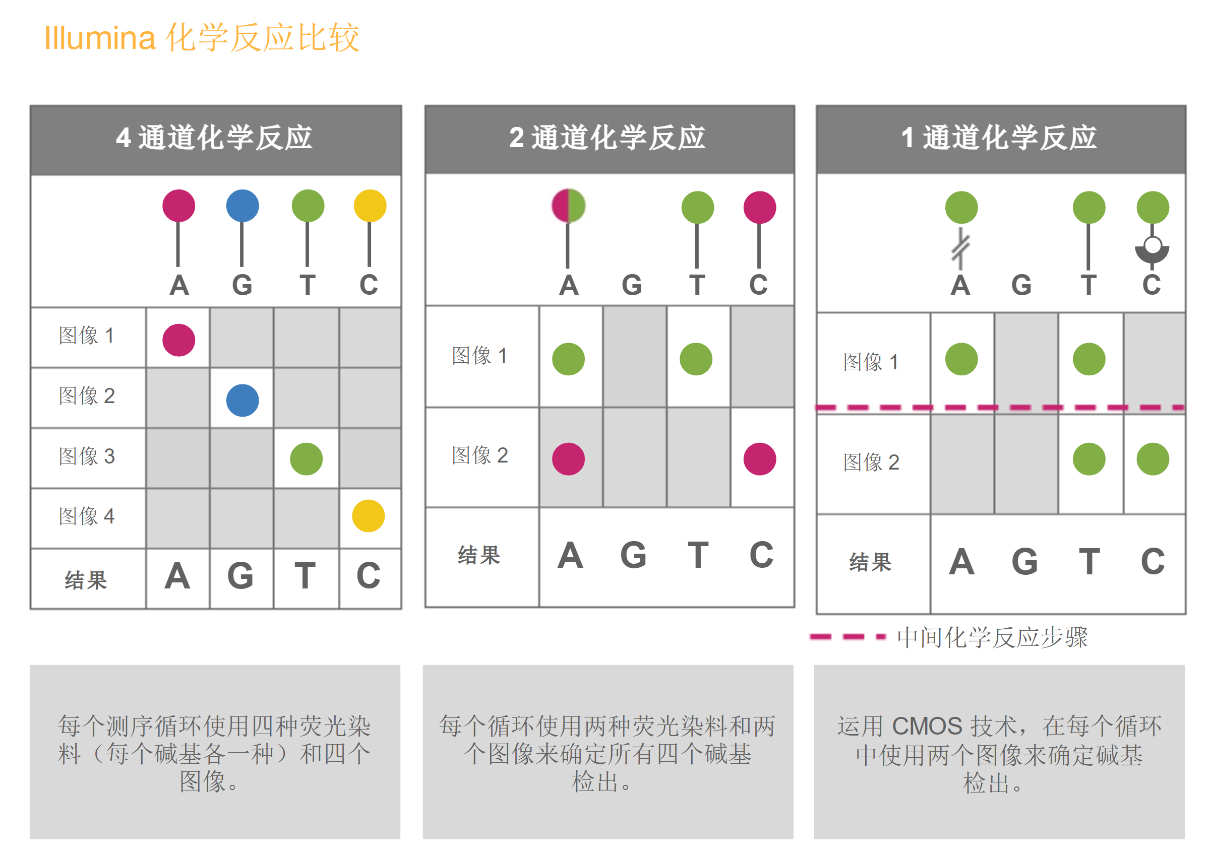 illumina测序原理-CSDN博客