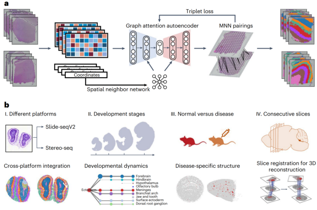 Nat Comput Sci｜张世华课题组开发生物组织多切片空间转录组数据整合新工具-STAligner...-CSDN博客