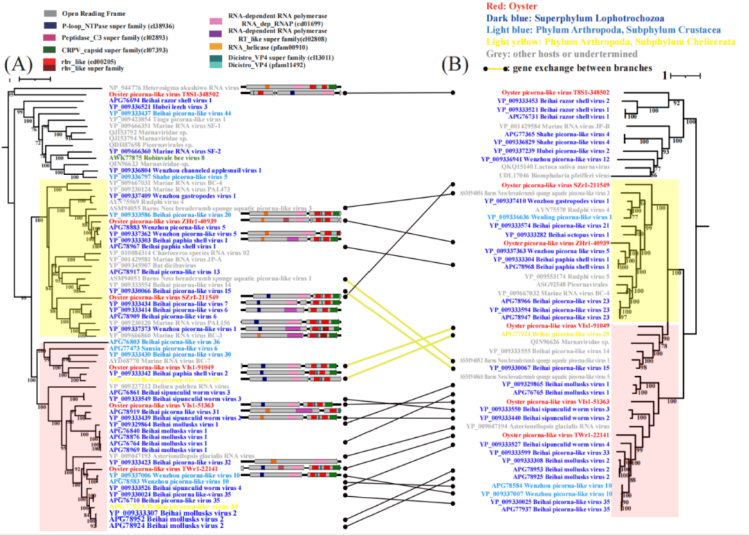 iMeta | 水科院南海所姜敬哲/中大施莽利用病毒组揭示的牡蛎体内的新型RNA病毒...-CSDN博客