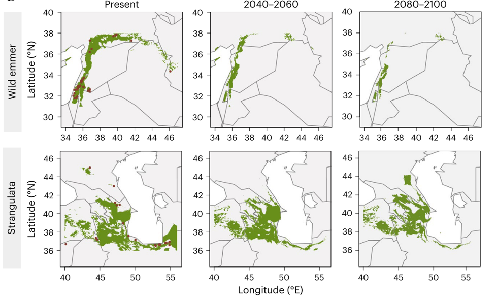文献精读丨NP 小麦群体演化历史Population genomics unravels the Holocene history of bread wheat and its ...