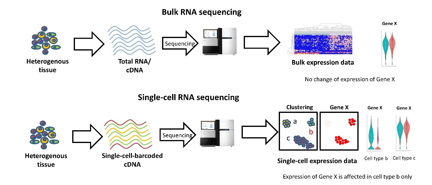 单细胞RNA-seq简介_bulk rna-seq-CSDN博客