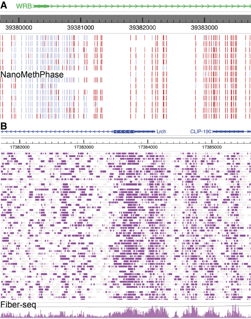 恭喜道丰兄！Cell子刊 | WashU Epigenome Browser：单分子/长读长测序数据碱基修饰的可视化...-CSDN博客
