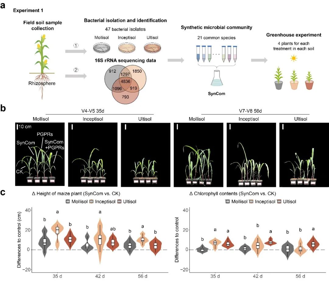 New Phytologist | 中科院南土所孙波/梁玉婷组揭示促进低肥力土壤中作物生长的微生物策略...-CSDN博客