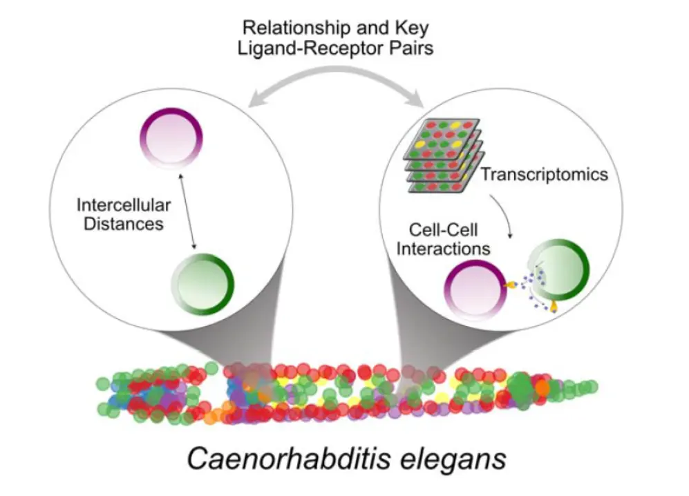 10X单细胞（10X空间转录组）细胞通讯分析之Inferring a spatial code of cell-cell interactions（cell2cell）_cell2cell ...