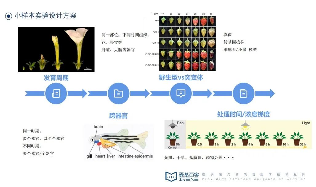 干货|小样本+大样本实验分组设计思路_large-scale genomic and transcriptomic analyses el-CSDN博客