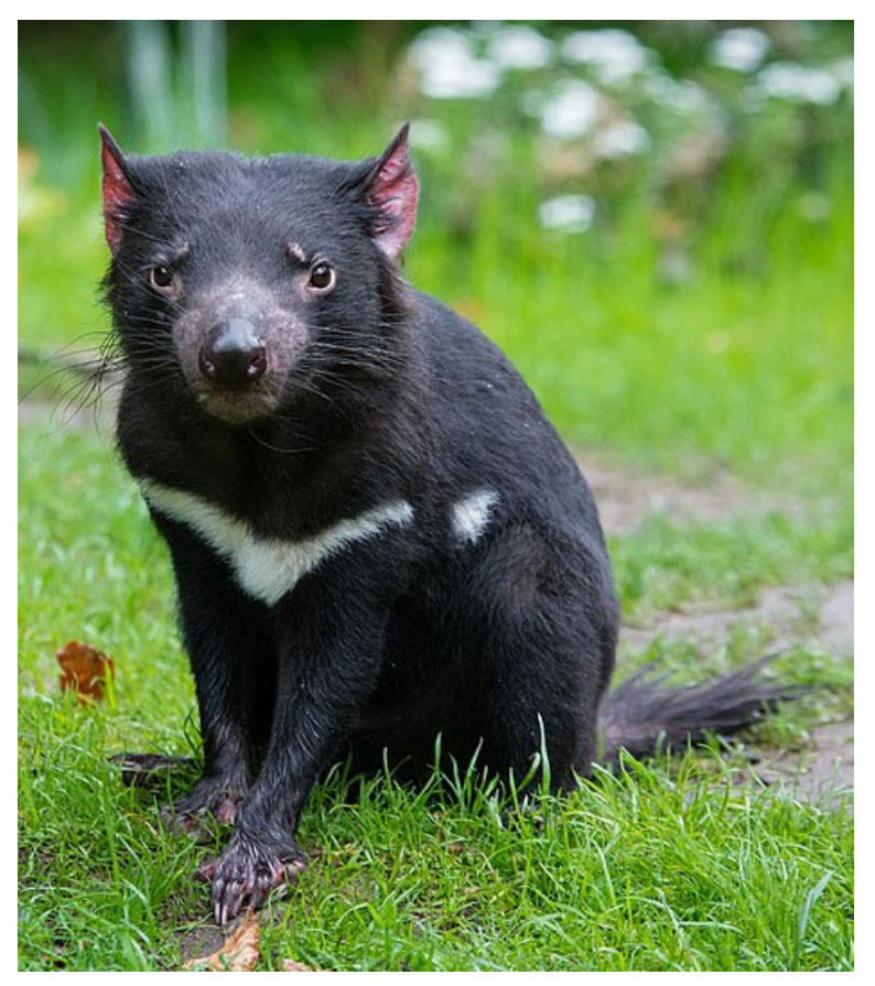 【智能优化算法】袋獾优化算法(Tasmanian Devil Optimization,TDO)_改进塔斯马尼业魔鬼(黎獾)优化算法(tdo)-itdo-CSDN博客