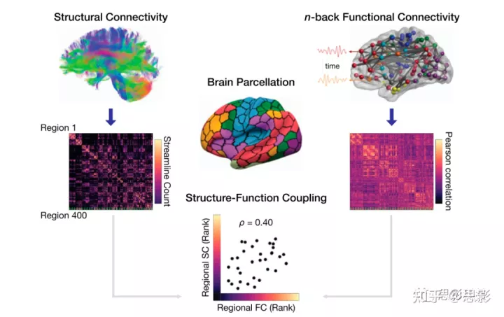 PNAS：青年时期人脑网络结构-功能耦合的发展_大脑coupling-CSDN博客