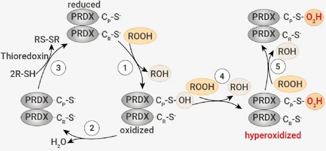 过氧化PRDX3作为铁死亡标志物的鉴定与应用 - MedChemExpress_identification of hyperoxidized prdx3as a ferropto-CSDN博客