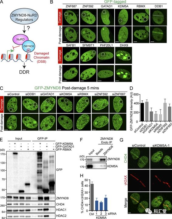 graphpad怎么处理cck8的_如何快速掌握科研图像处理与作图技能？_weixin_39678531的博客-CSDN博客
