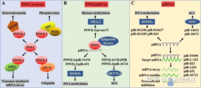 易基因：PIWI/piRNA在人癌症中的表观遗传调控机制（DNA甲基化+m6A+组蛋白修饰）｜综述_转座子 piwi-CSDN博客