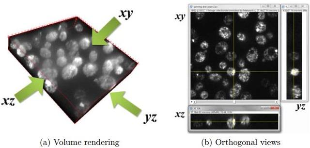 gels imagej 图片处理_老司机带你解锁ImageJ三维图片分析技巧-CSDN博客