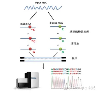 易基因：RNA-BS揭示叶酸调控神经干细胞m5C修饰和mRNA翻译机制｜科研速递-CSDN博客