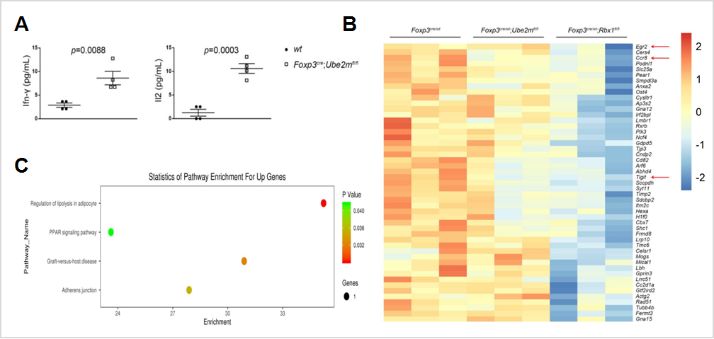 Nat Commun：Ube2m-Rbx1拟素化-泛素化轴维持调节性T细胞的功能特性-CSDN博客