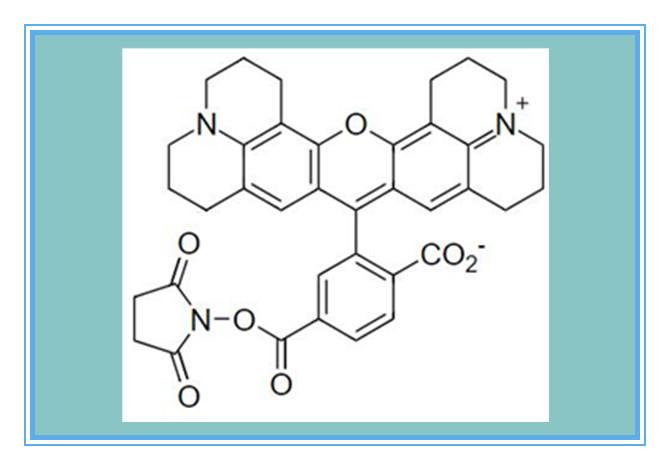 216699-36-4，6 ROX Succinimidyl Ester，6-ROX NHS ester，6-ROX活化脂，主要用于标记核苷酸 ...