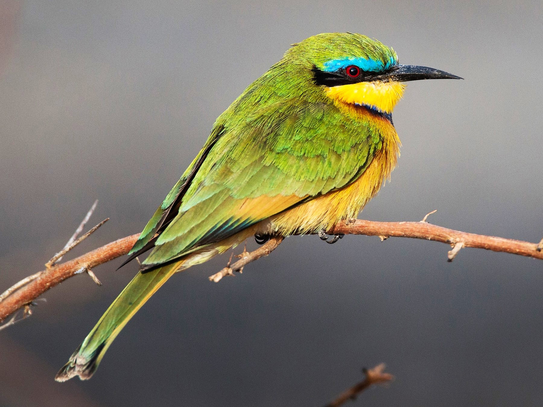 小结一下参加的BirdCLEF 2023鸟声识别比赛_melspectrogram 頧是nnx-CSDN博客