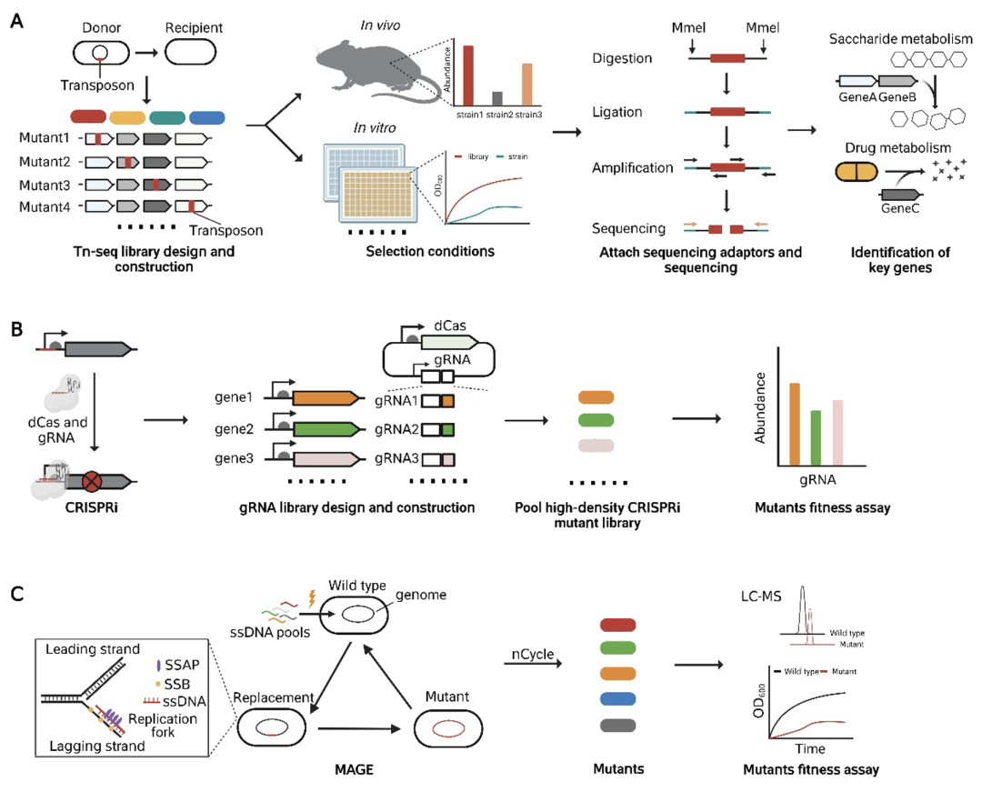 JGG｜戴磊/梁丽娴团队综述人体肠道微生物基因工程-CSDN博客