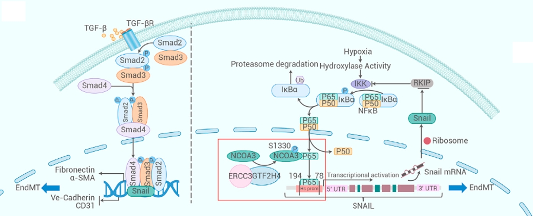 The Innovation (IF:32.1): 葛均波院士团队发现缺血性疾病新的靶点及作用机制_葛均波高分文章-CSDN博客