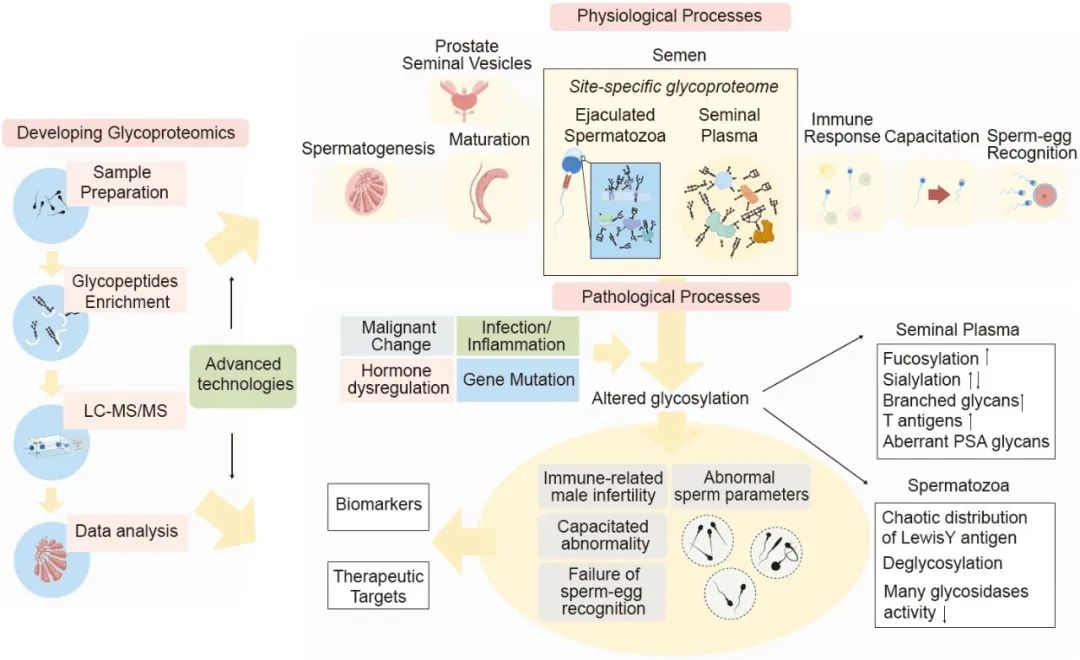 iMetaOmics期刊 第1卷第1期 在线正式发布-CSDN博客