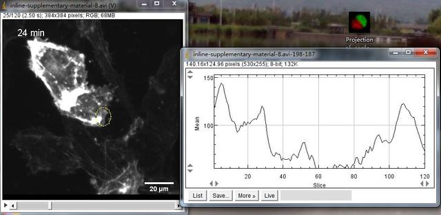 gels imagej 图片处理_老司机带你解锁ImageJ三维图片分析技巧-CSDN博客