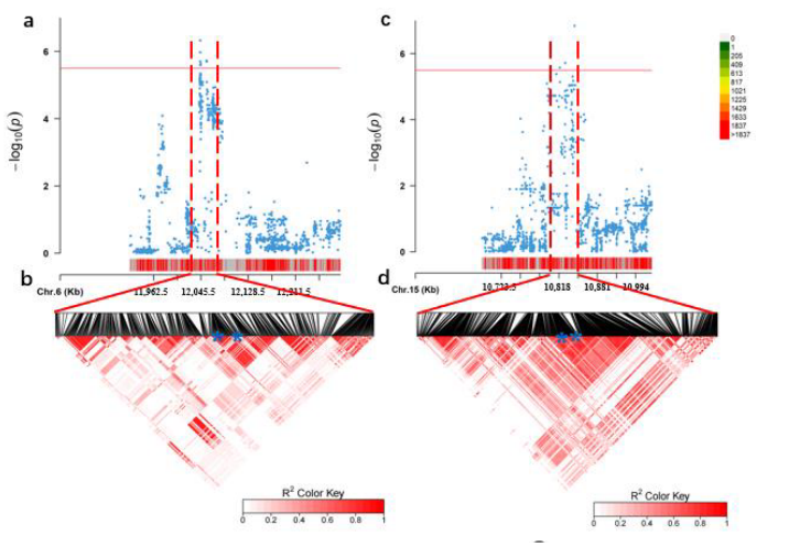 文献丨GWAS分析菜用大豆可溶性糖含量调控基因_gwas 基于线性混合模型的方法gemma分析大豆耐盐-CSDN博客