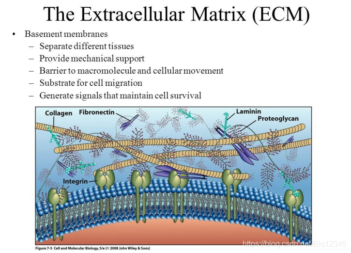 【测评】Rokit Healthcare细胞外基质（ECM）与基底膜（BM）免费试用_bm是基底膜 ecm是-CSDN博客