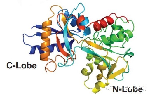 CY3-Transferrin CY3标记转铁蛋白 Transferrin-FITC/ICG/Cy3_cy3蛋白染色protocol-CSDN博客