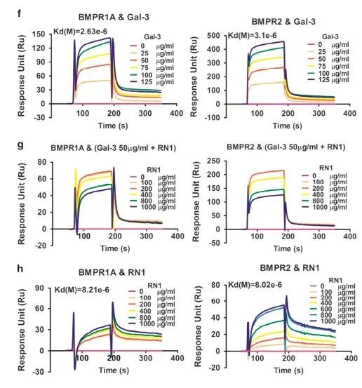 BMPR家族的“奇妙世界”：不止骨生成更有疾病癌症治疗_bmpr1a-CSDN博客