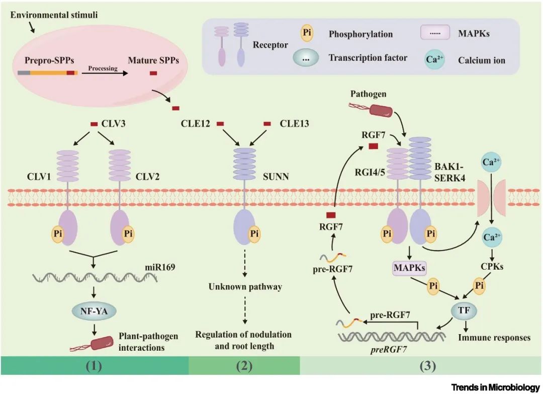 Trends Microbiol | 华南农业大学发表小肽调控植物-根际微生物互作综述-CSDN博客