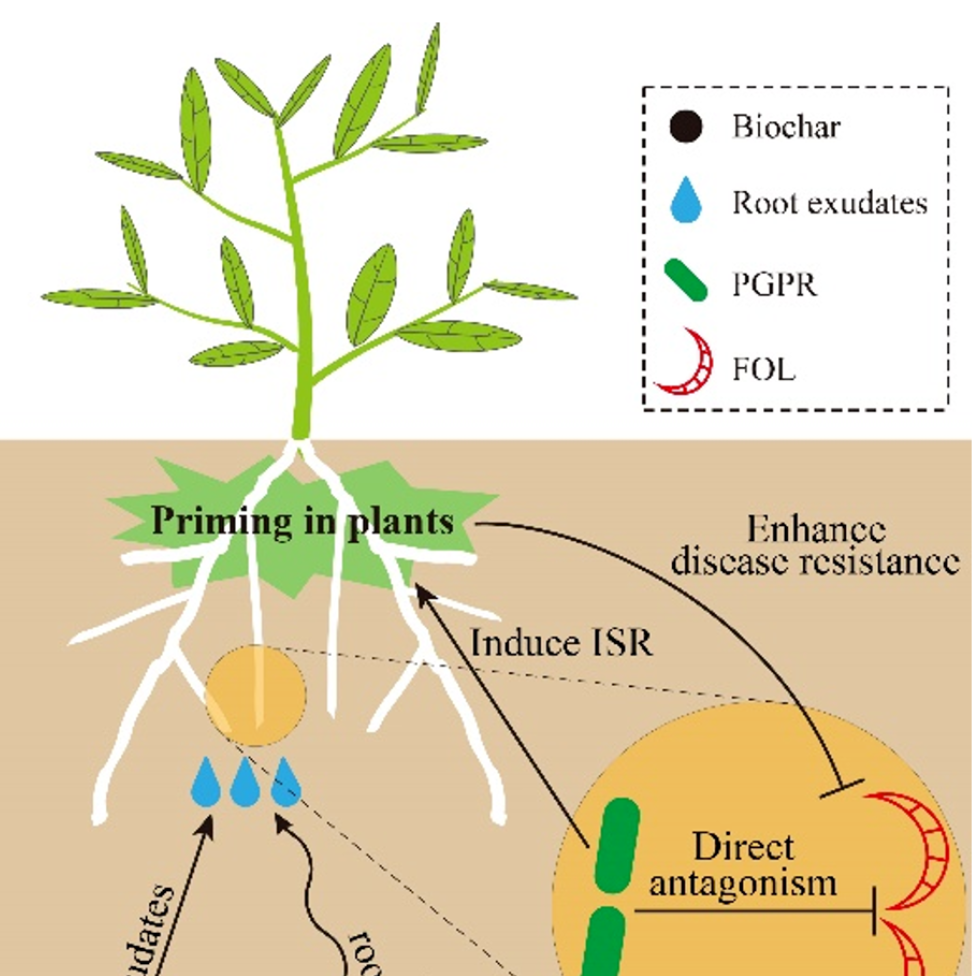 iMeta | Sangerbox: 交互式整合临床生信分析平台-CSDN博客