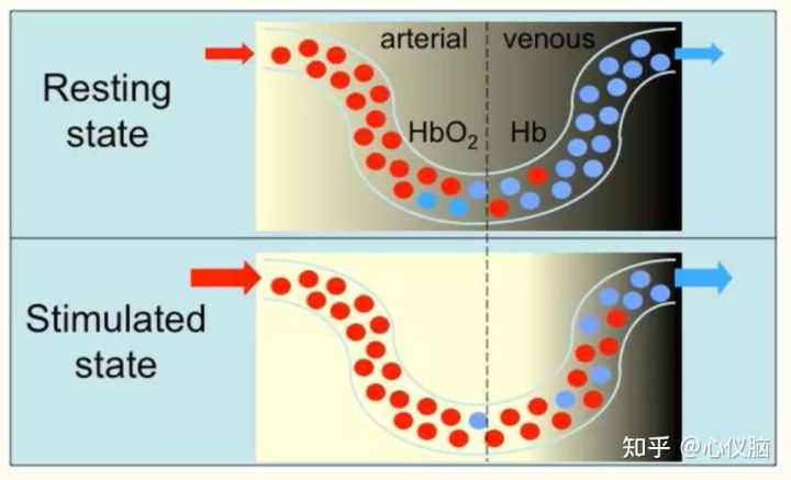 带你认识BOLD-fMRI成像原理_psybrain的博客-CSDN博客