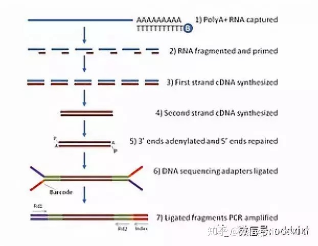 RNA-seq技术原理_rna-seq原理-CSDN博客