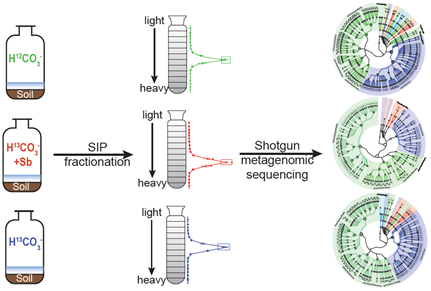 FEMS：广东生态所孙蔚旻组利用DNA-SIP宏基因组揭示锑氧化微生物及其代谢途径...-CSDN博客