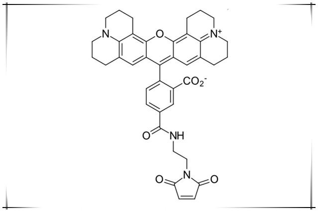 ROX maleimide,5-isomer，罗丹明染料，发射波长约为580nm，两种异构体，5-ROX和6-ROX_拉曼激发波长rox染料 ...